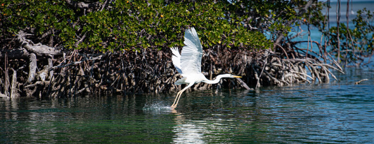 Key West Bird Watching - Toon Time Charters